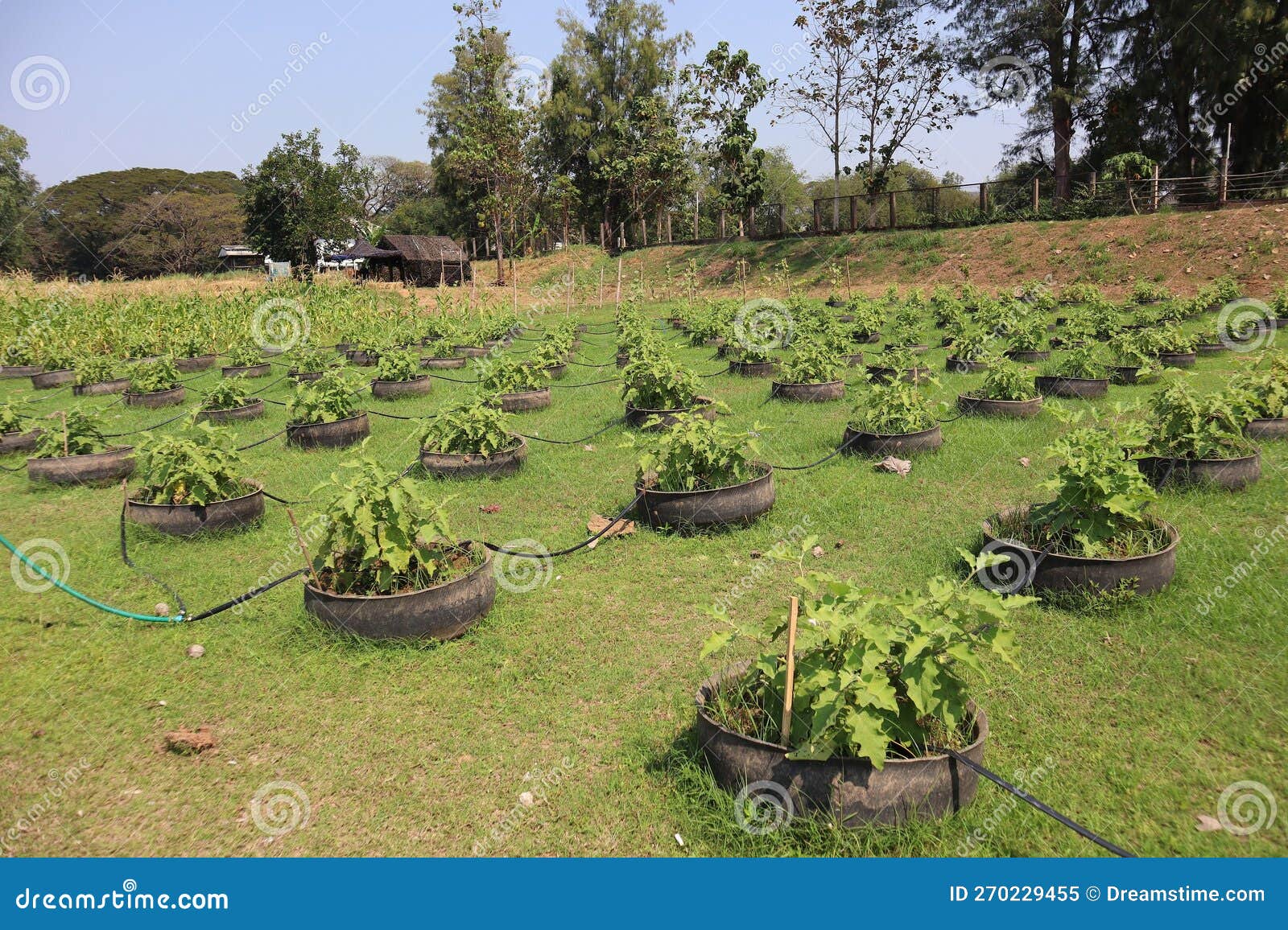 Organic Vegetable Garden, Organic Planting, Eggplant Trees Stock Image ...