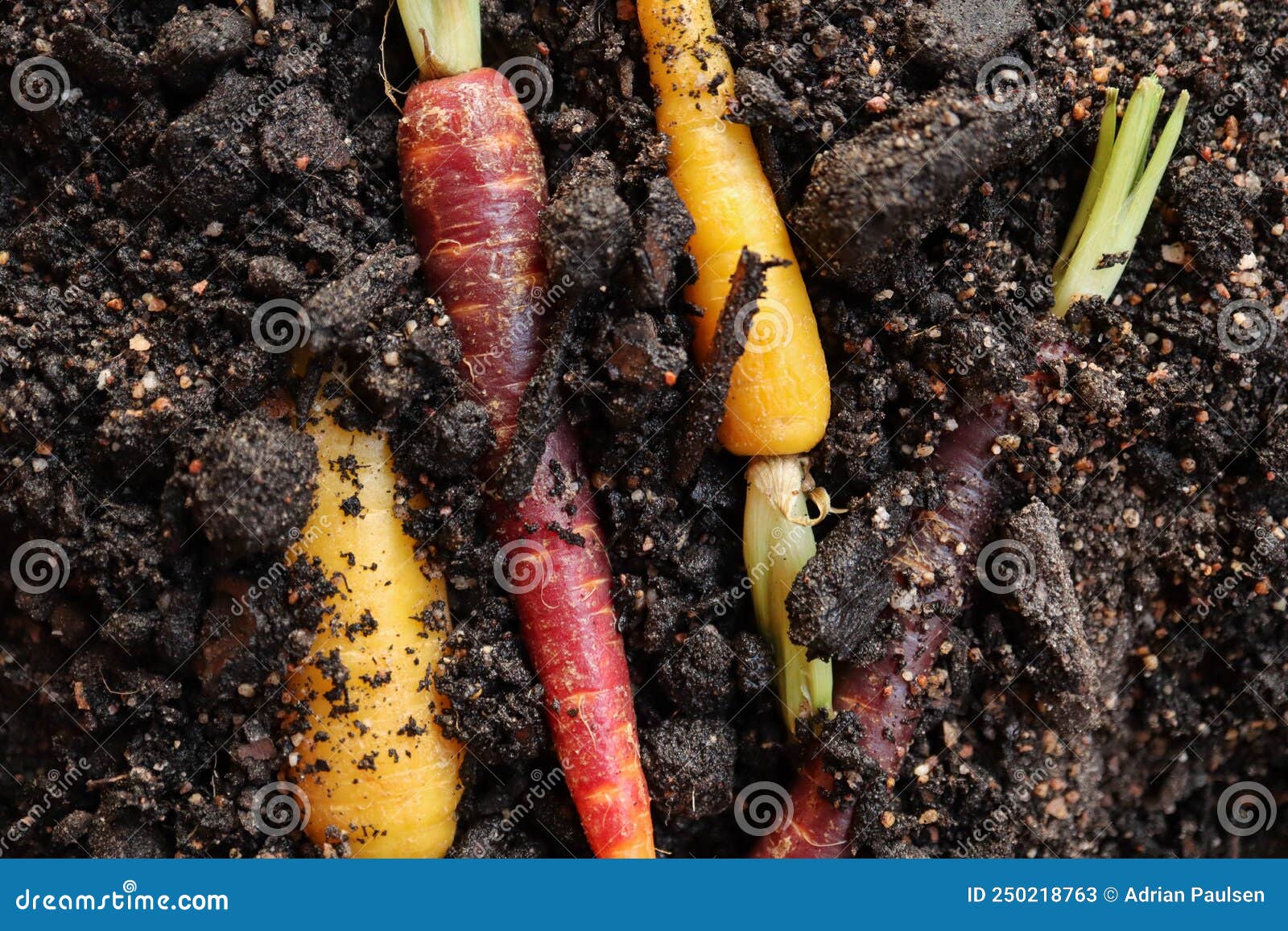 Organic Vegetable Garden with Root Vegetables Stock Image - Image of ...