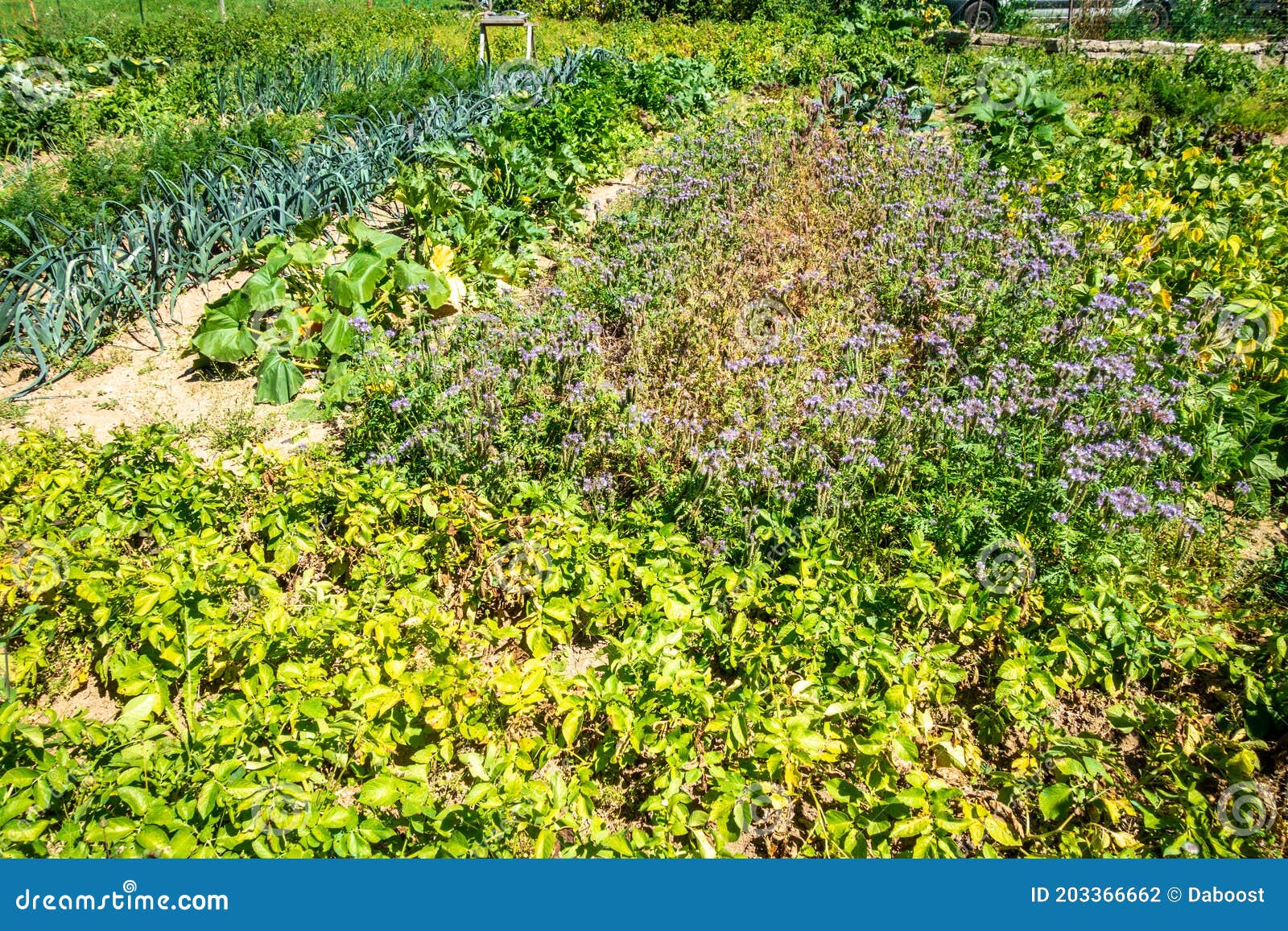 Organic vegetable garden stock photo. Image of gardening - 203366662