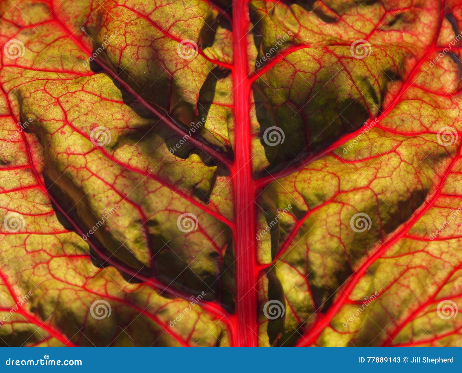 Organic Vegetable Garden: Sunlit Red Chard Leaf Macro Stock Image ...
