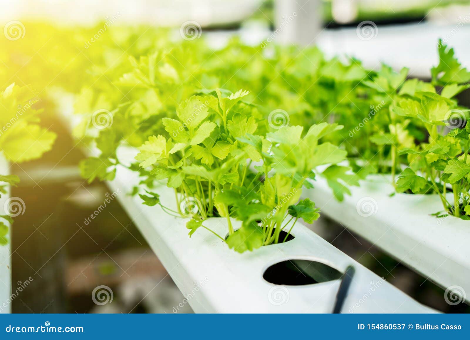 Organic Vegetable Growing Plots and Hydroponic Vegetables Stock Image ...