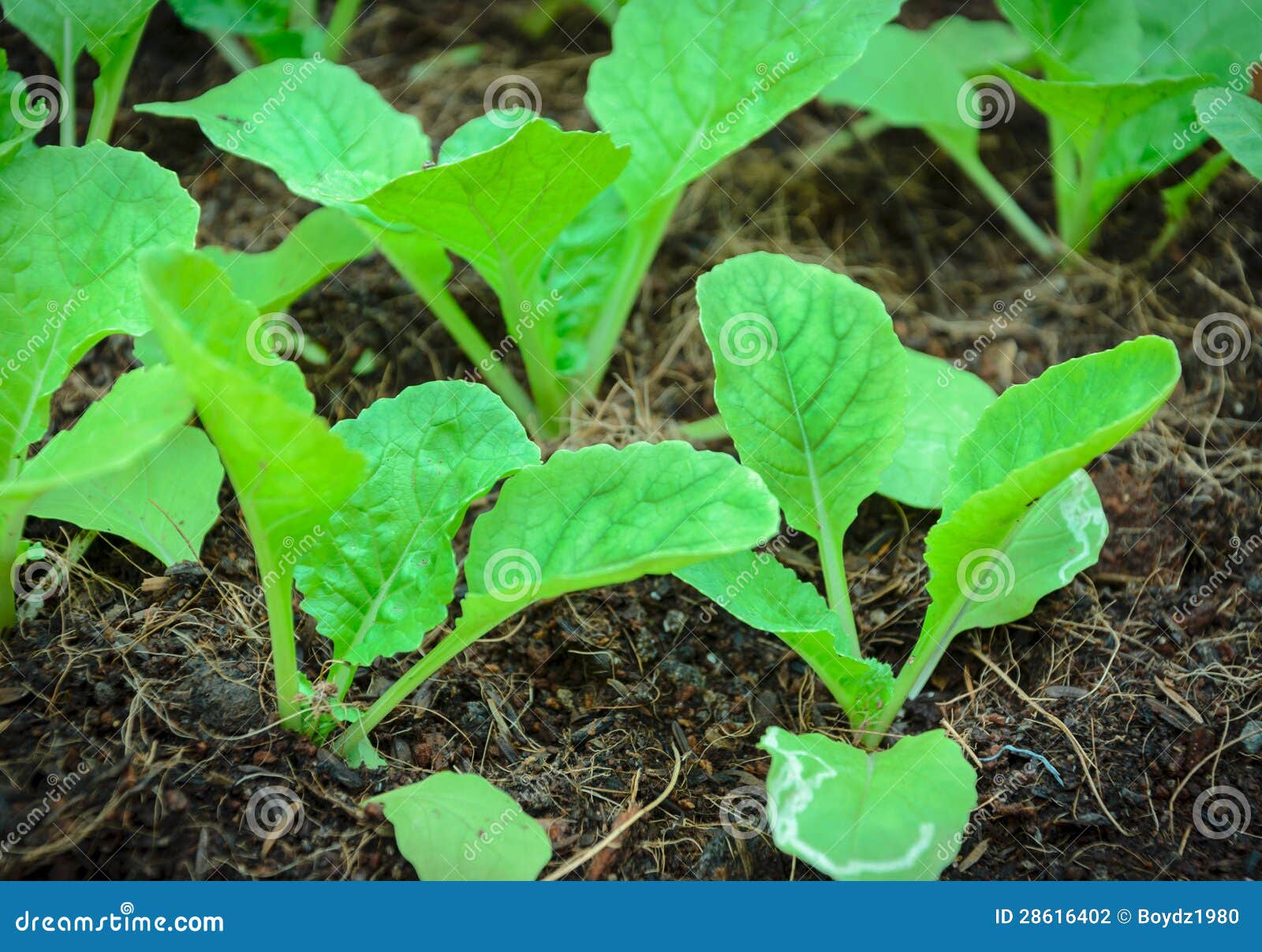 Organic Vegetable Plantation Stock Photo - Image of farmland, industry ...