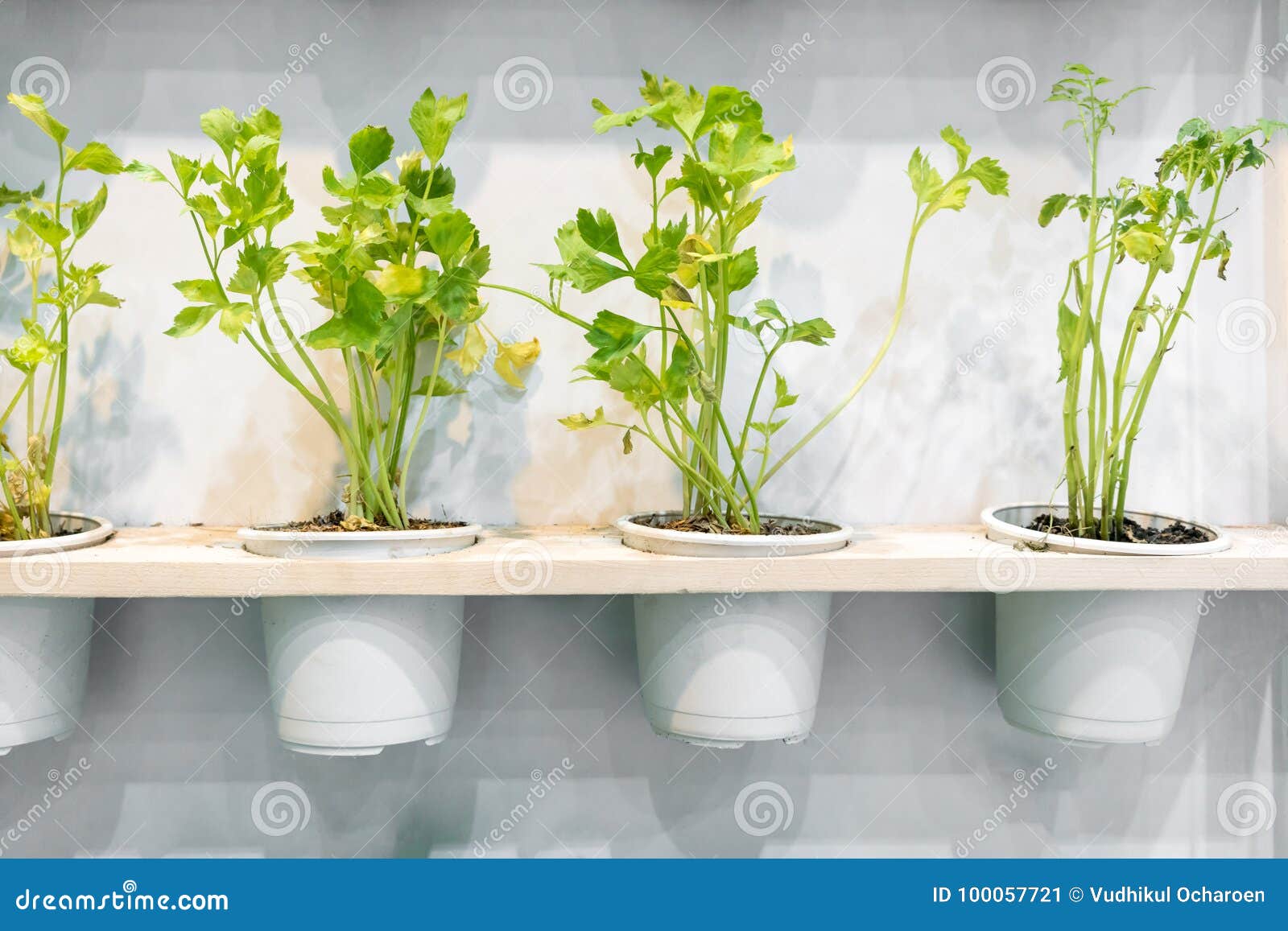 Organic Vegetable Planting in Plastic Containers. Stock Image - Image ...