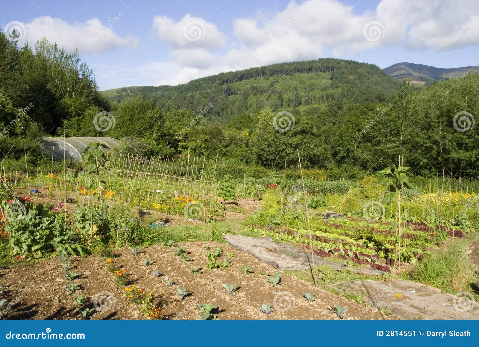 Organic vegetable plot stock image. Image of fertile, rows - 2814551