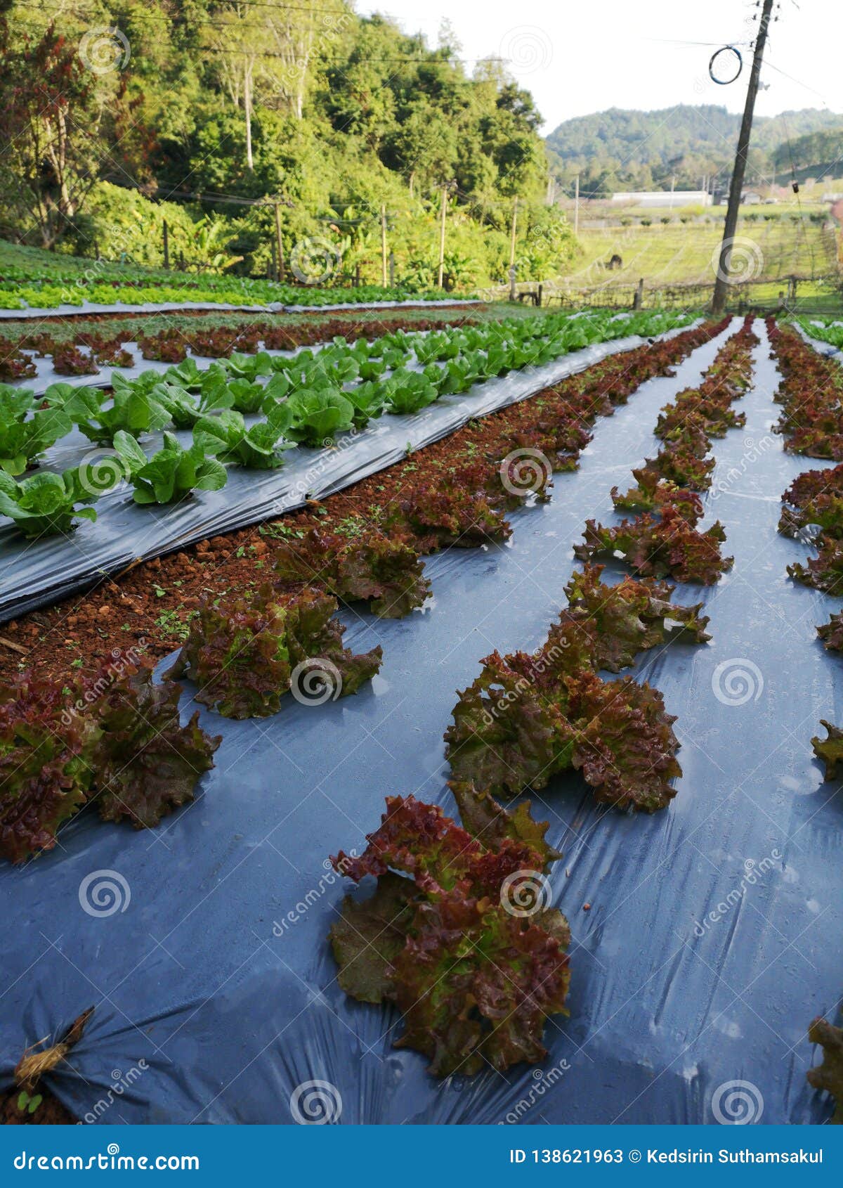 Salads Organic Vegetable Plot Stock Image - Image of lettuce, plot ...