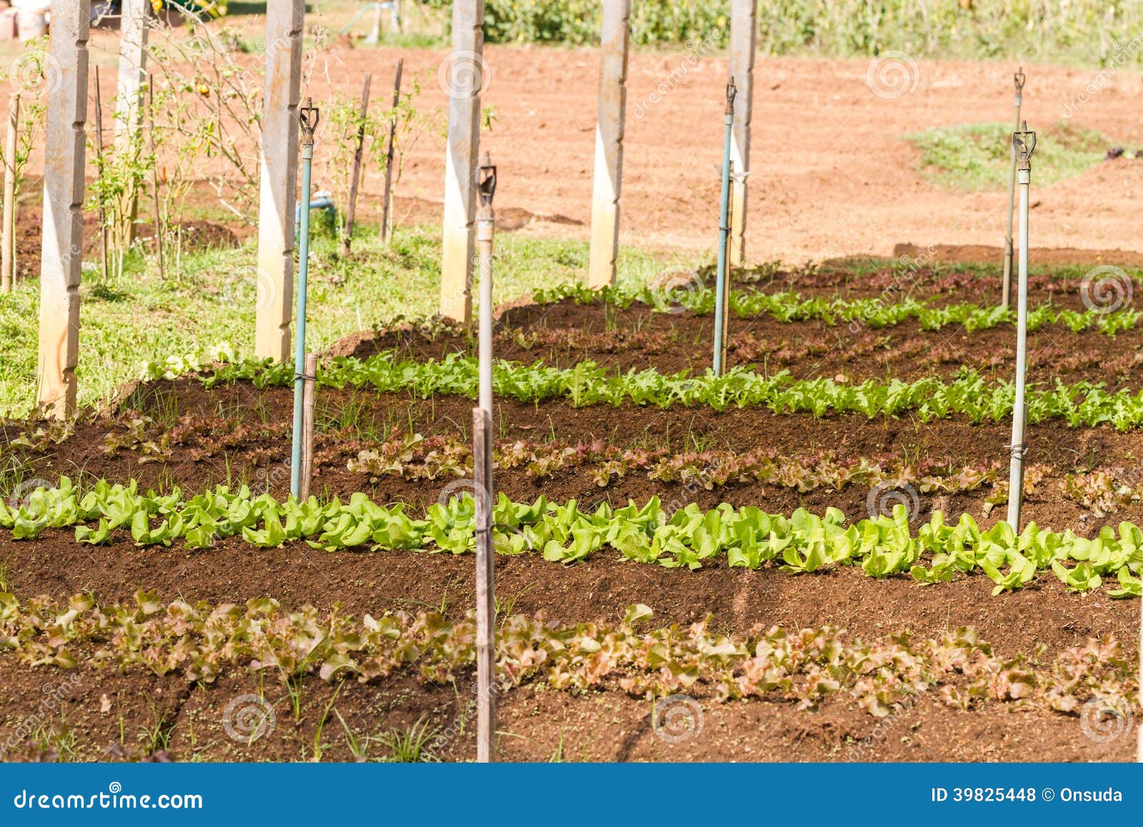 Organic vegetable plot stock photo. Image of gardening - 39825448