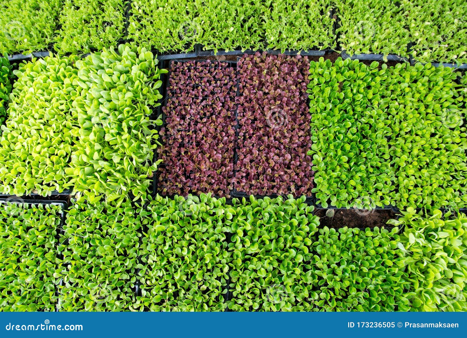 Organic vegetable plot stock image. Image of food, garden - 173236505