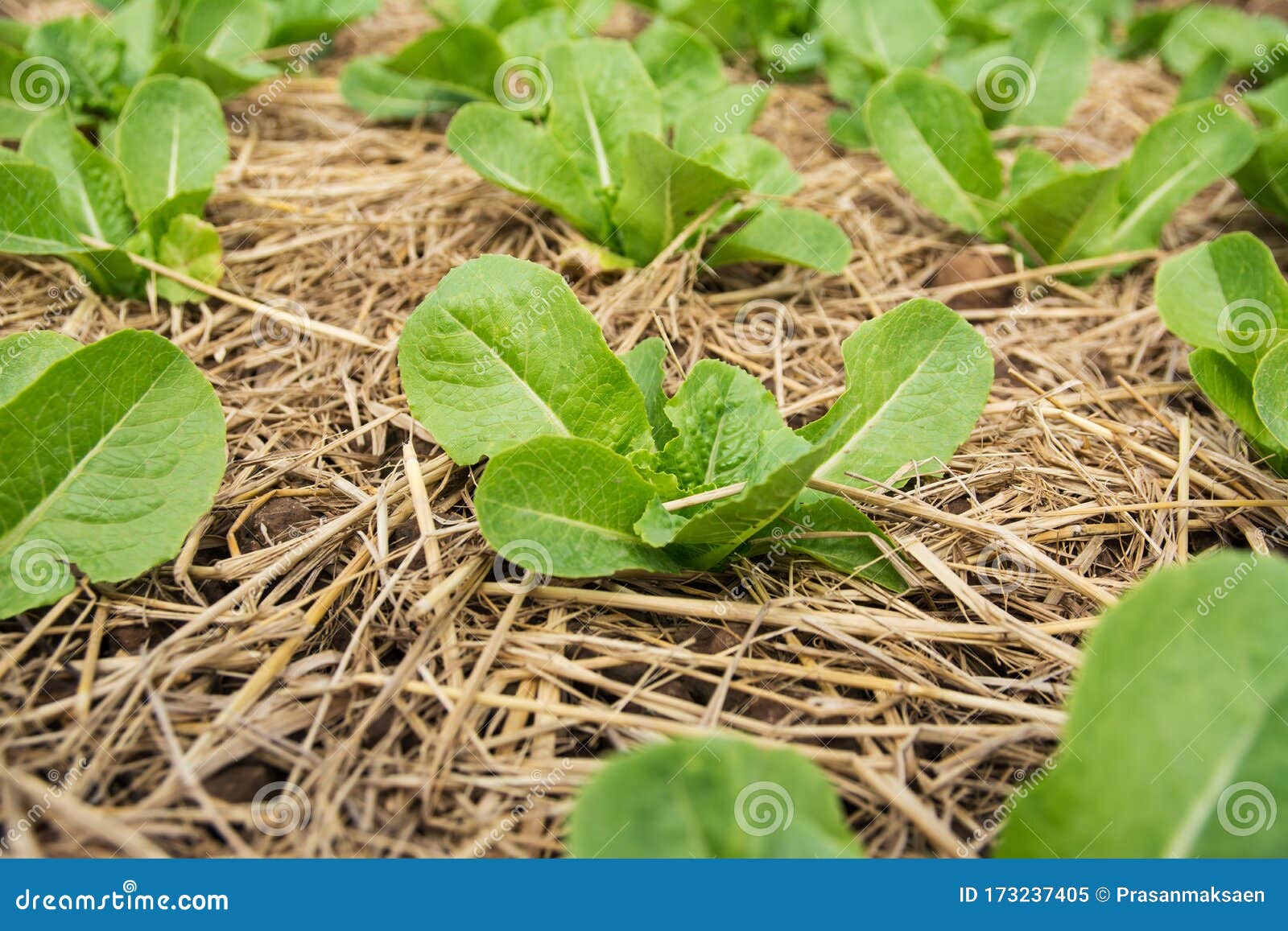 Organic vegetable plot stock image. Image of abstract - 173237405