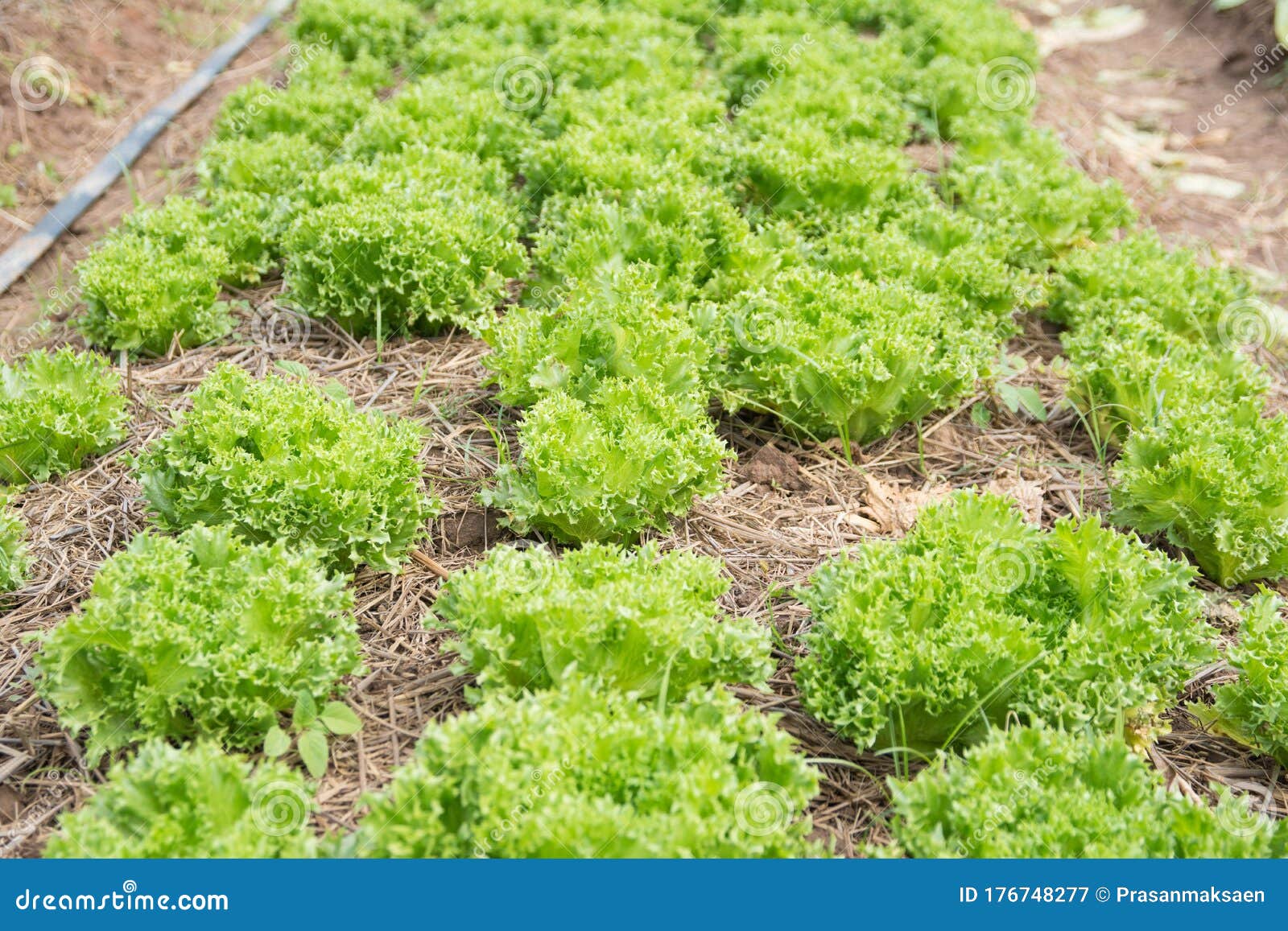 Organic Vegetable Plot in Garden Stock Image - Image of gardening ...