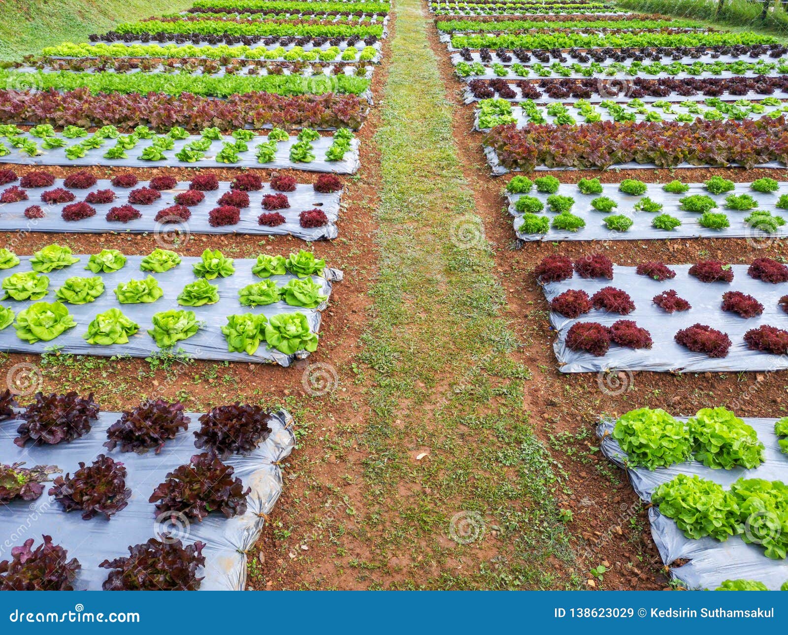 Organic vegetable plot stock image. Image of fresh, food - 138623029