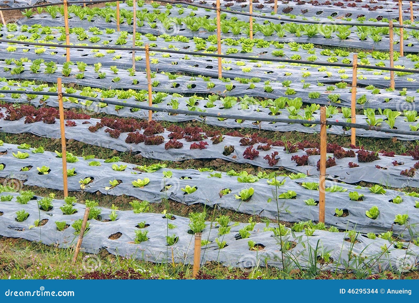 Organic vegetable plots stock photo. Image of gardening - 46295344