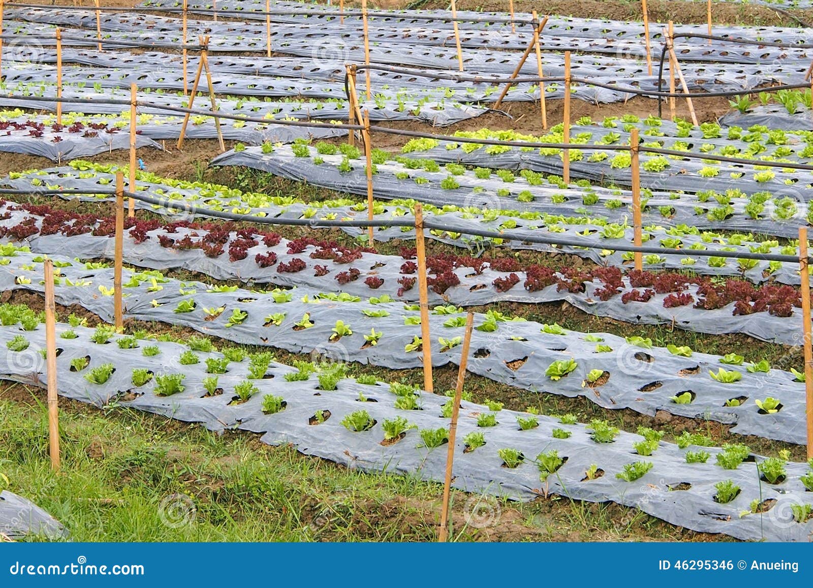 Organic vegetable plots stock photo. Image of cultivation - 46295346