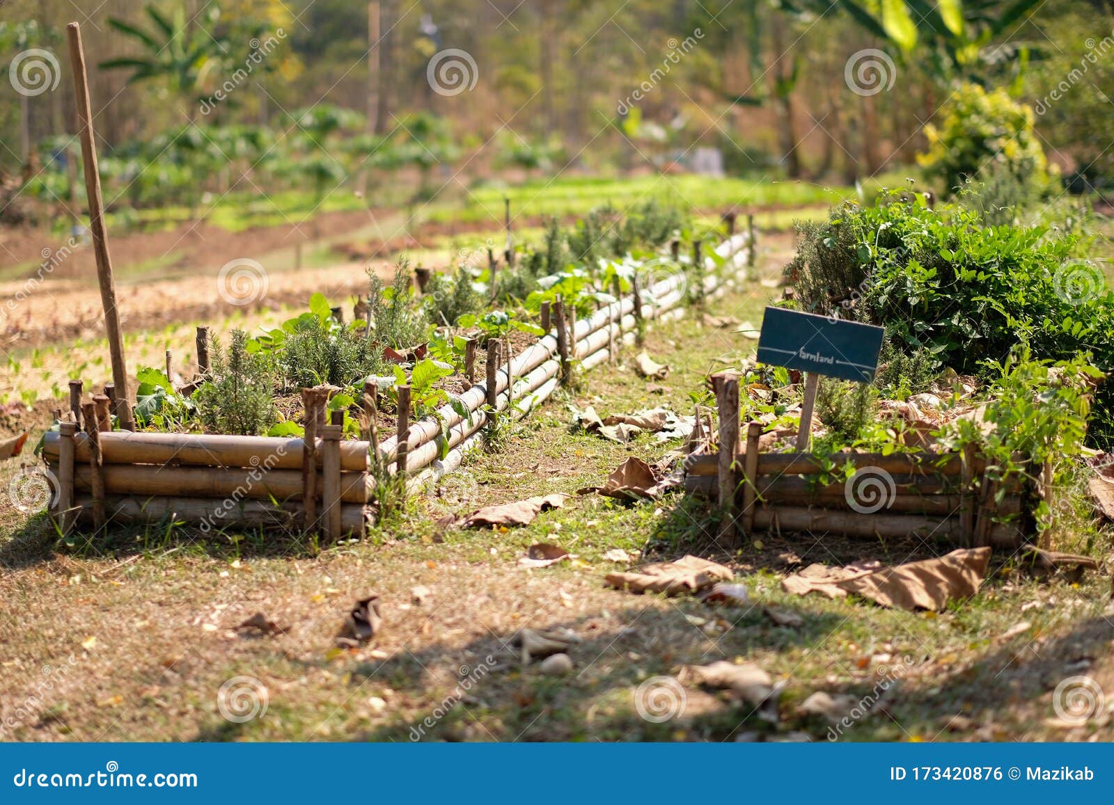 Organic vegetable plots stock photo. Image of harvest - 173420876