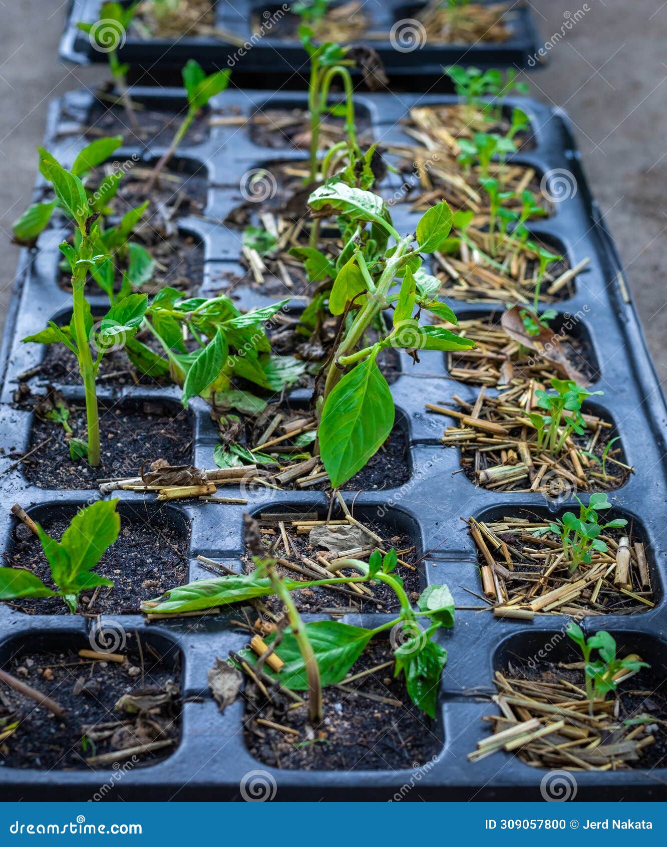 The Organic Vegetable from Seed in the Plastic Black Pot. Green ...