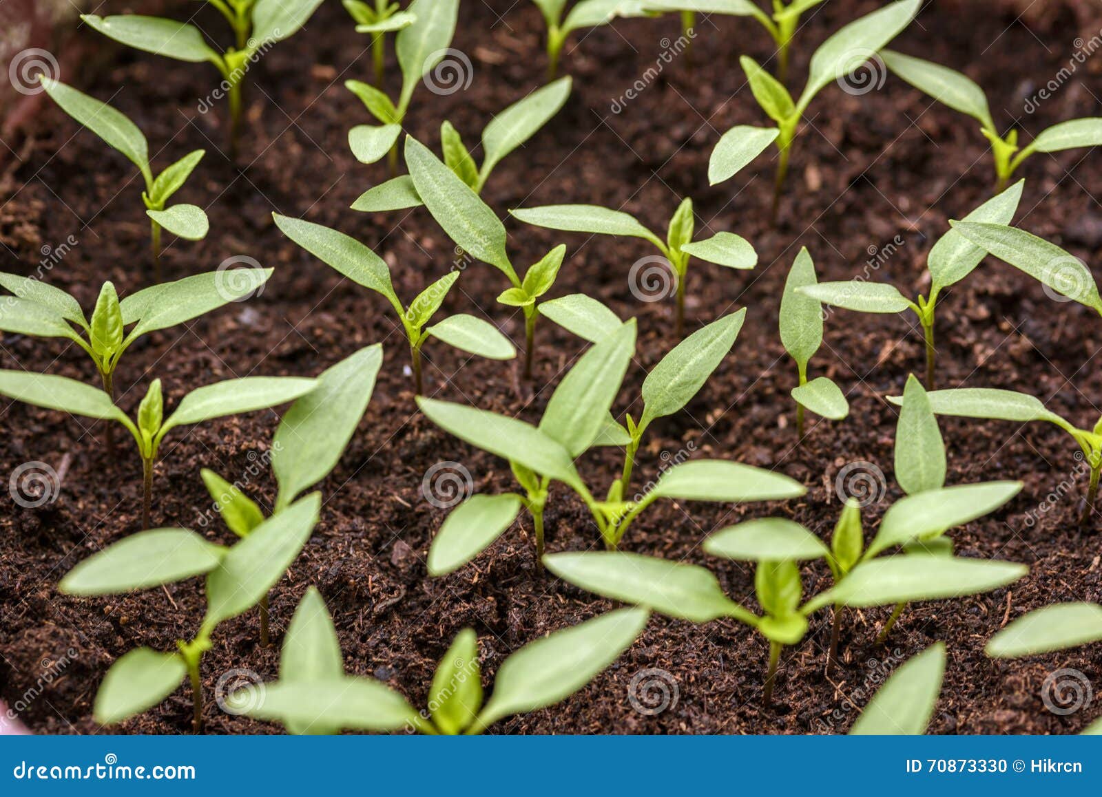 Organic Vegetable Seedlings Stock Photo - Image of plastic, seedlings ...