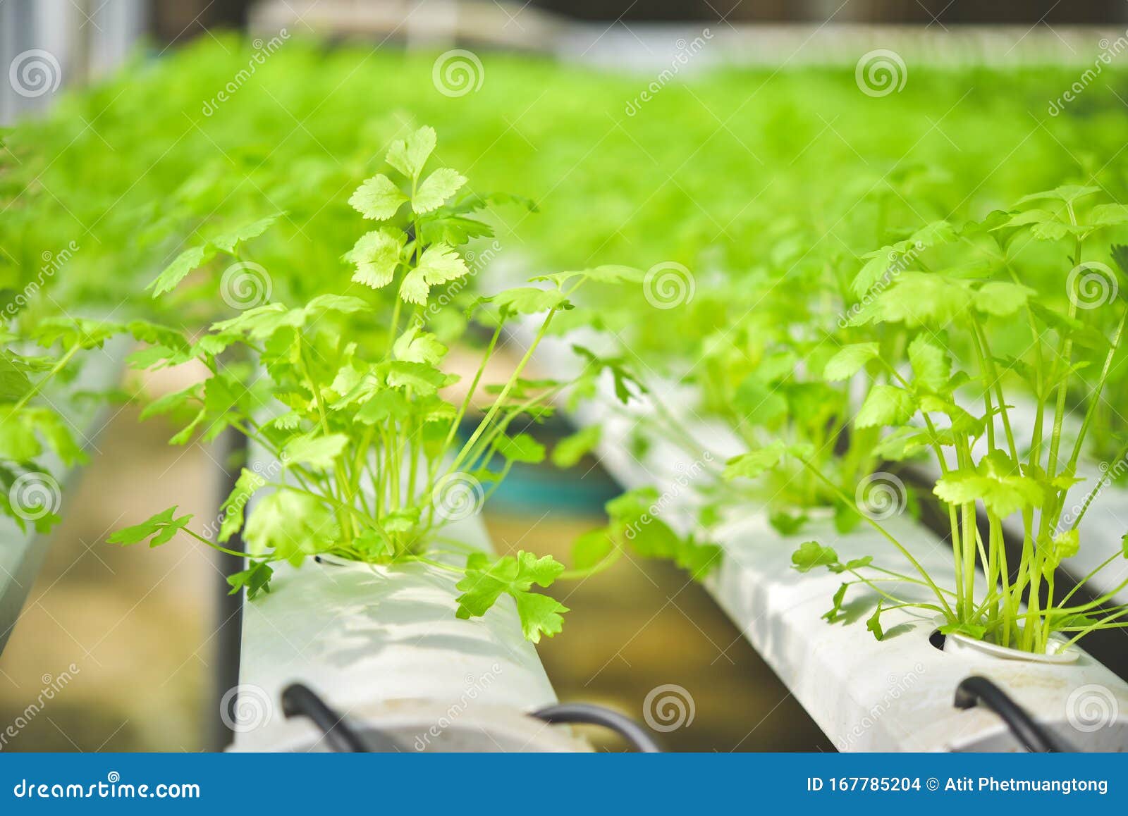 Organic Vegetable Seedlings Plots of Organic Vegetables on the Farm ...