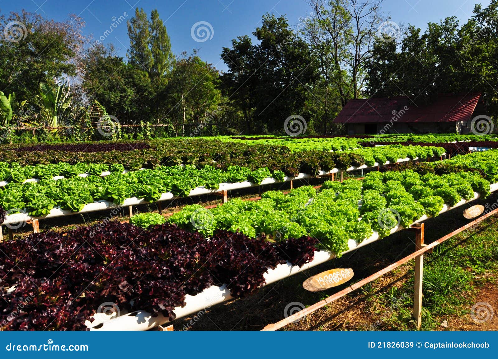 Organic vegetables farm stock image. Image of farmer - 21826039