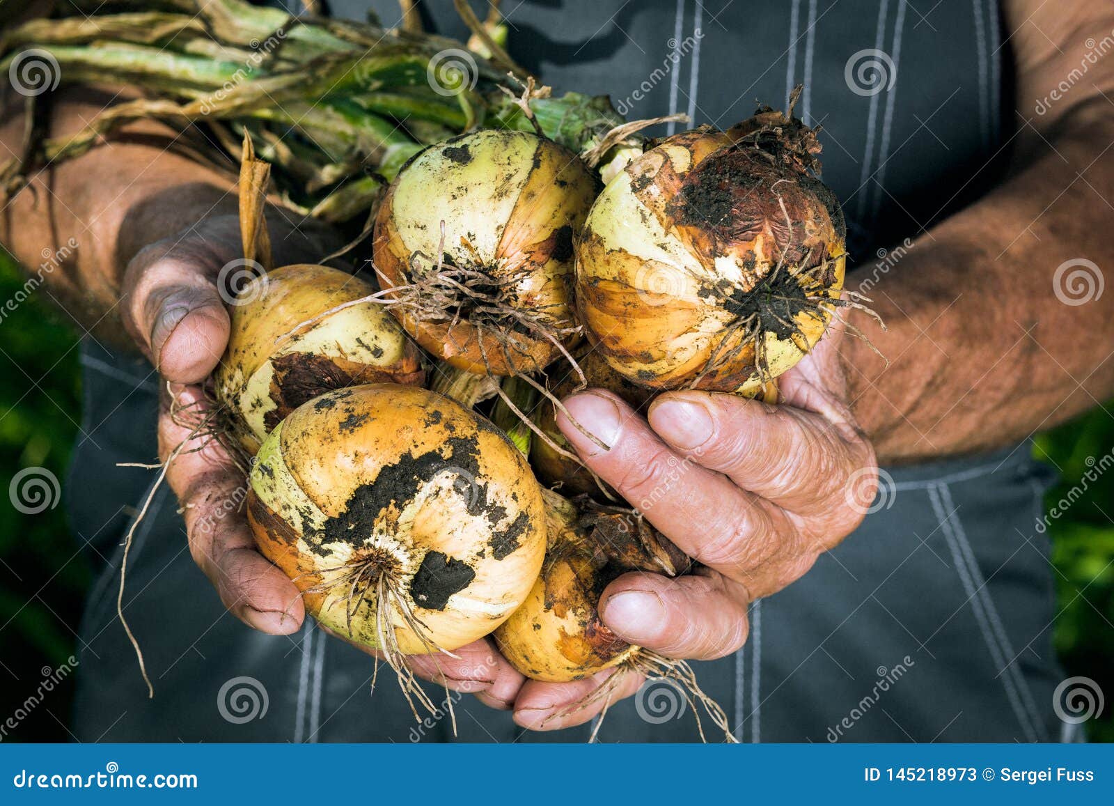 Organic Vegetables. Fresh Organic Onions in the Hands of Farmers Stock ...