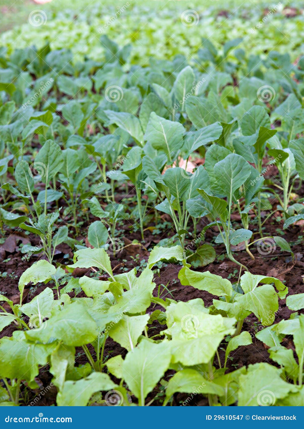 Organic vegetables growing stock image. Image of vegetable - 29610547