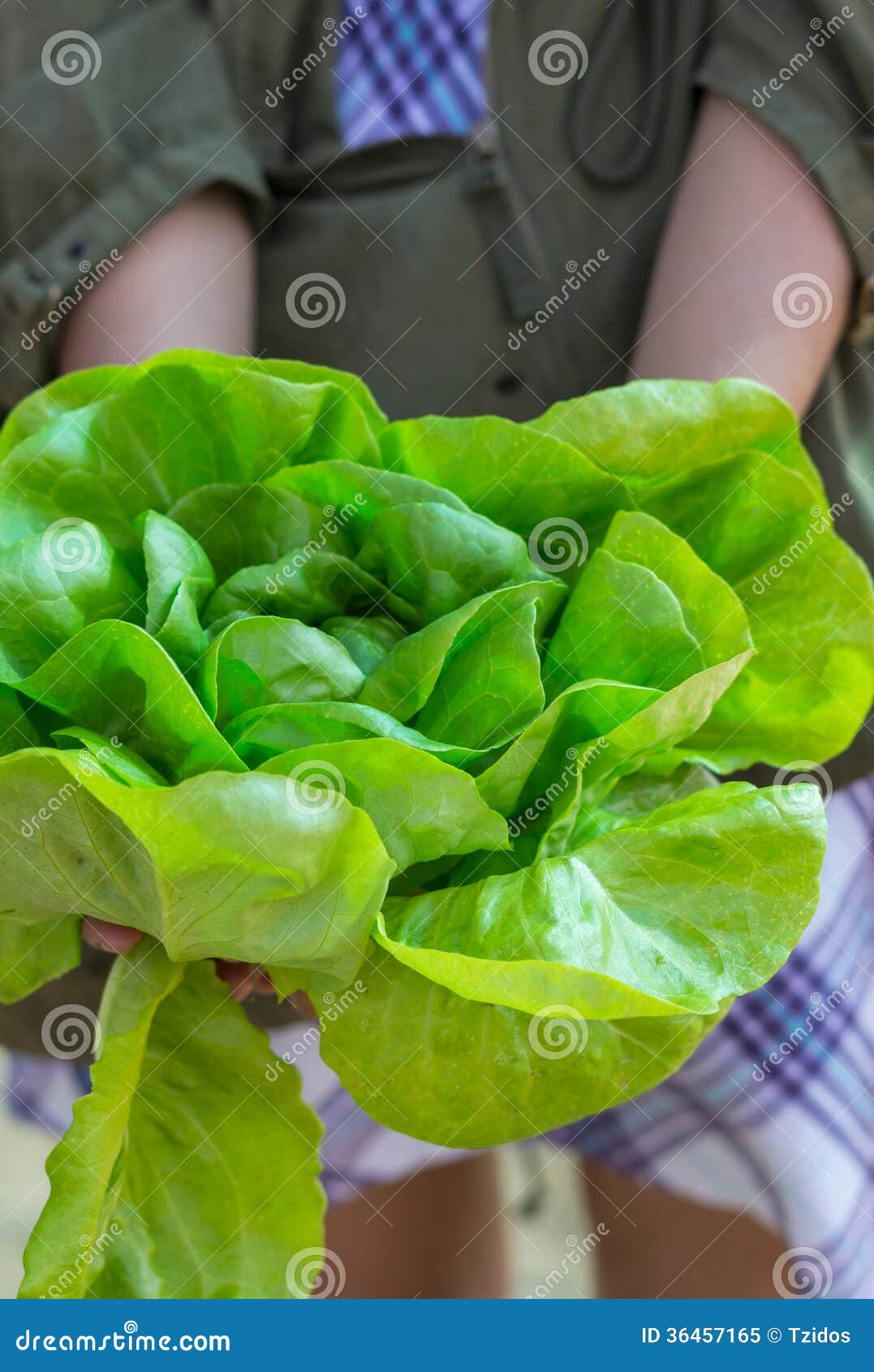 Organic vegetables on hand stock image. Image of healthy - 36457165