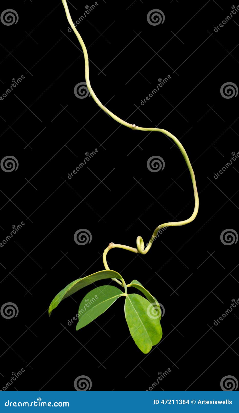 Organic vine string stock photo. Image of bougainvillea - 47211384