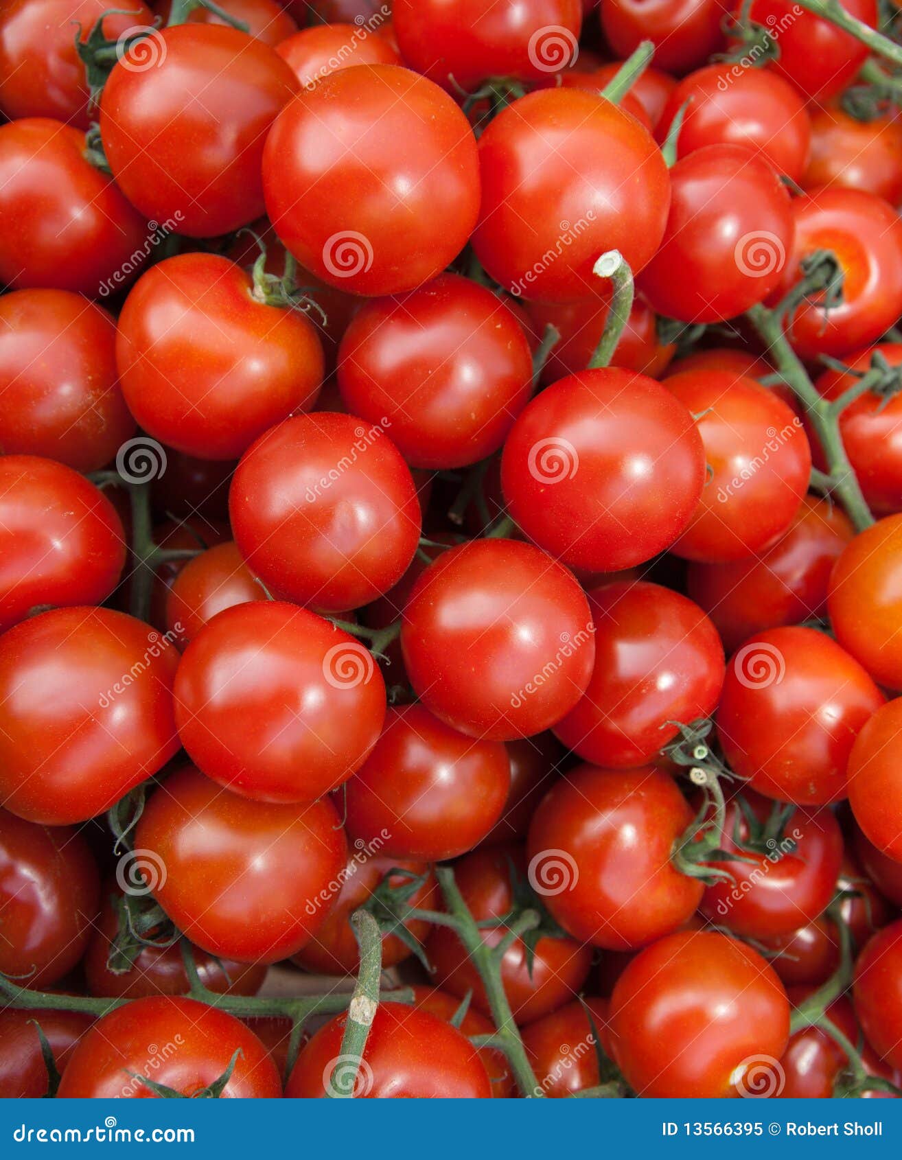 Organic Vine Tomatoes stock image. Image of organic, bunch - 13566395