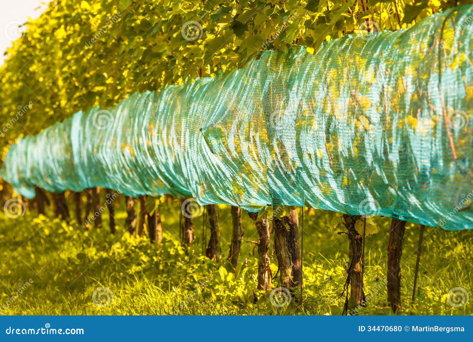 Organic Vineyard in the Netherlands Stock Photo - Image of countryside ...