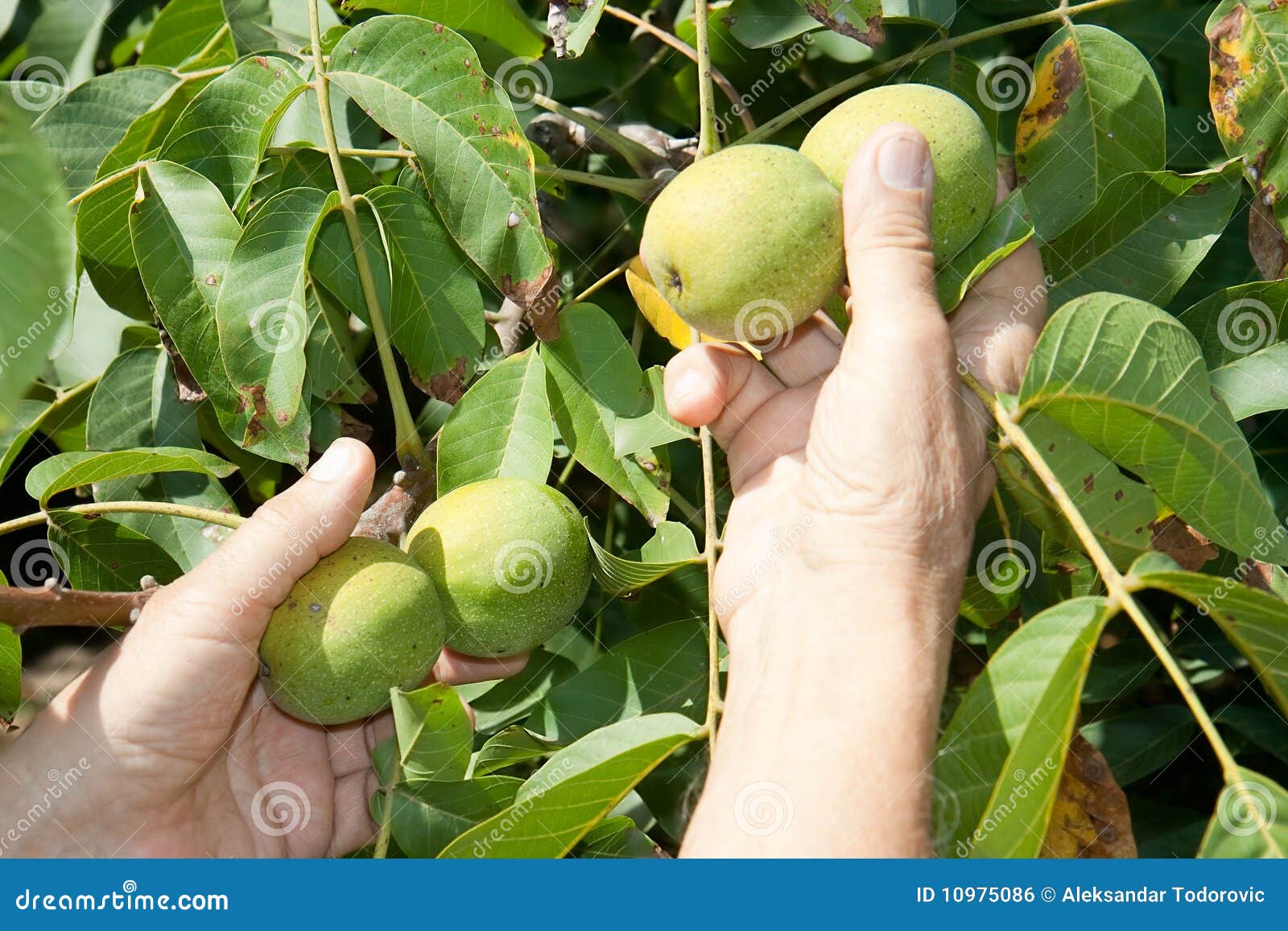 A organic walnut stock photo. Image of nature, summertime - 10975086