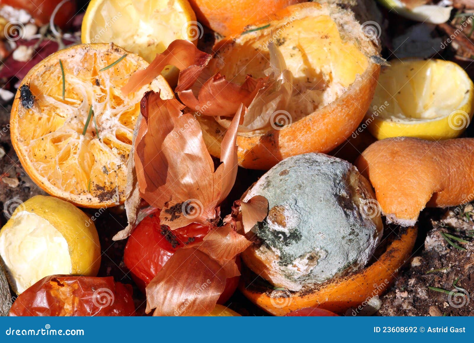 214 Garbage Insects Stock Photos - Free & Royalty-Free Stock Photos ...