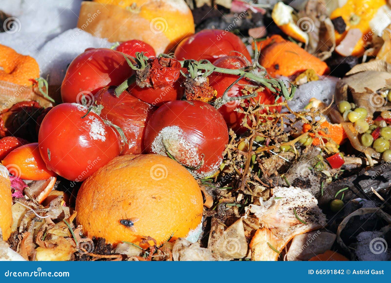 Organic waste stock photo. Image of foods, decay, mildew - 66591842