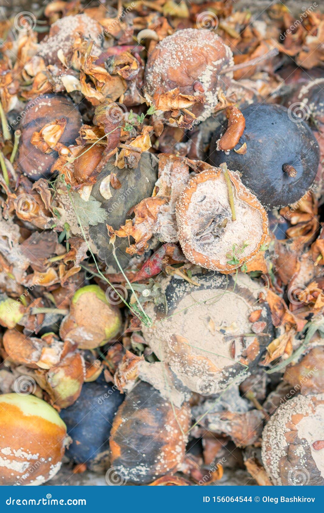 Organic Waste of Fruits and Vegetables for Compost Stock Photo - Image ...