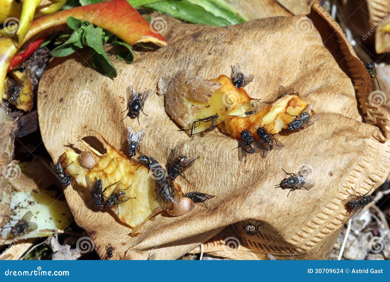 Organic waste stock photo. Image of flies, insect, disposal - 30709624