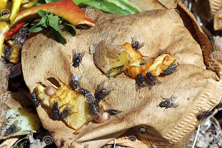 Organic waste stock photo. Image of flies, insect, disposal - 30709624