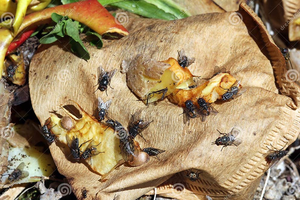 Organic waste stock photo. Image of flies, insect, disposal - 30709624