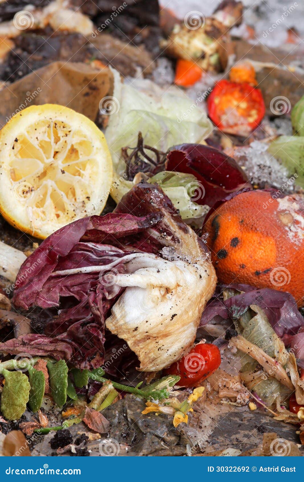 Organic waste stock photo. Image of away, organic, insects - 30322692