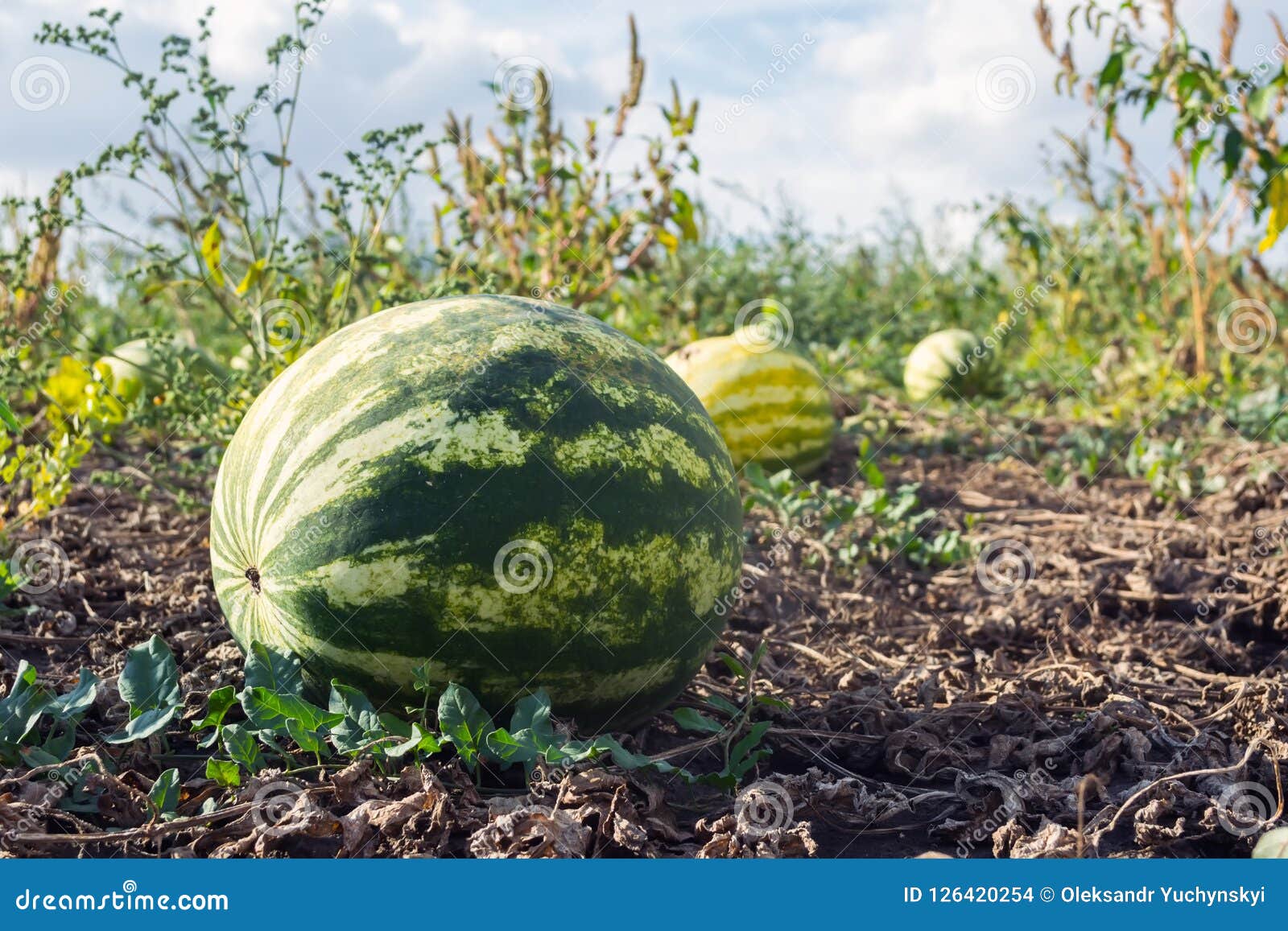 Organic Watermelons Grown without Herbicides on the Plantation Stock ...