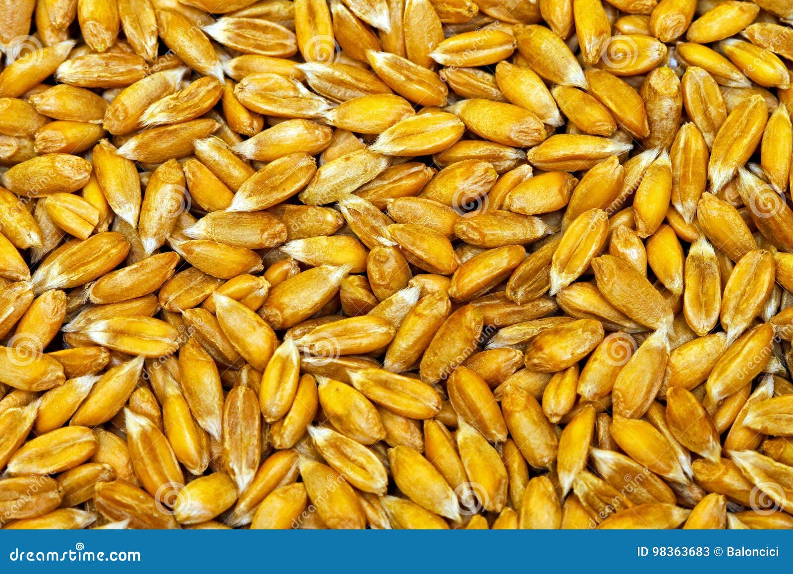 Organic wheat grain stock image. Image of harvest, background - 98363683