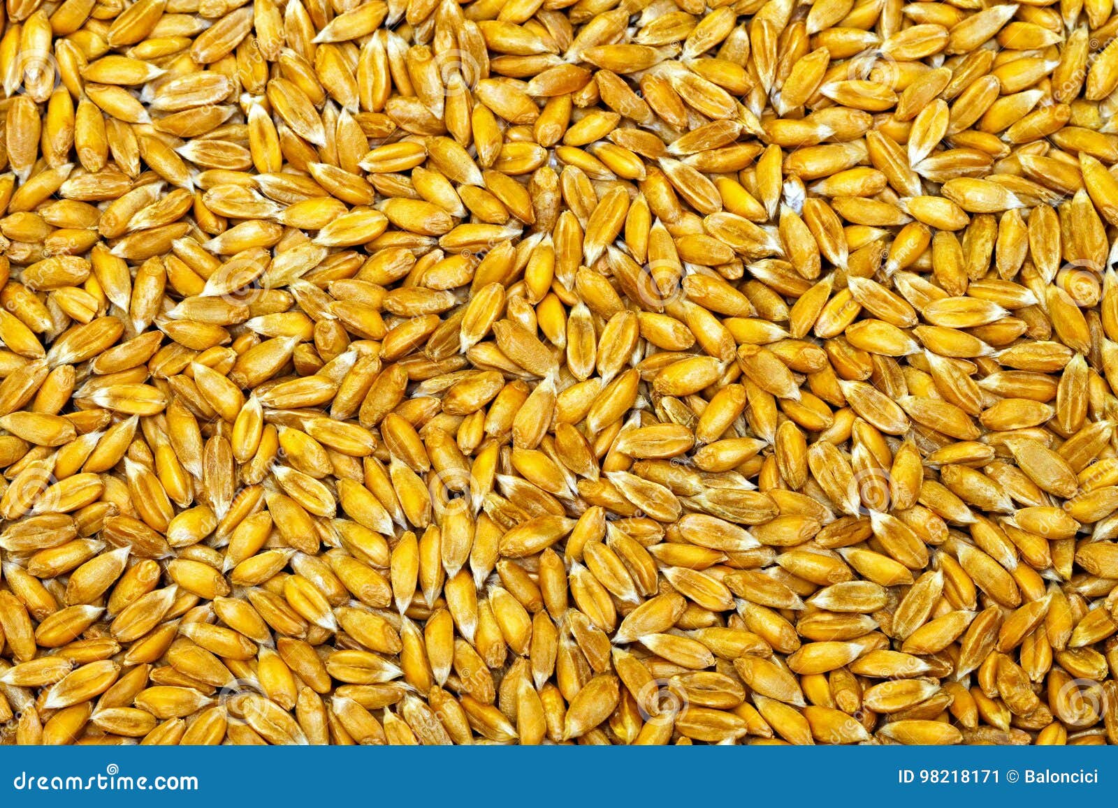 Organic wheat grains stock image. Image of texture, food - 98218171