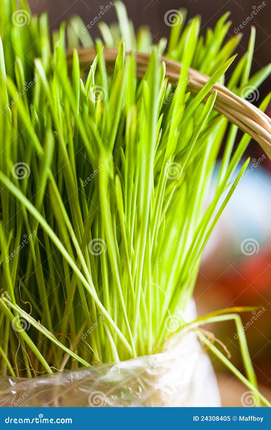 Organic wheat grass stock image. Image of agriculture - 24308405