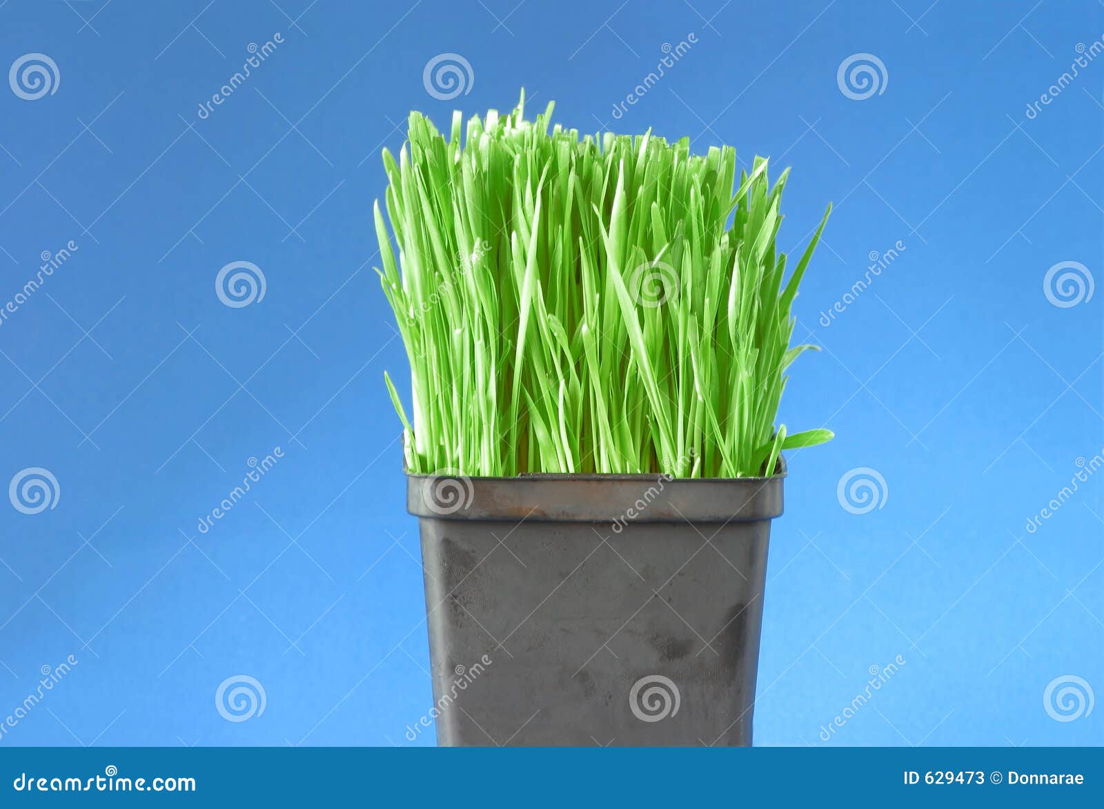 Organic wheat grass stock image. Image of nature, fiber - 629473