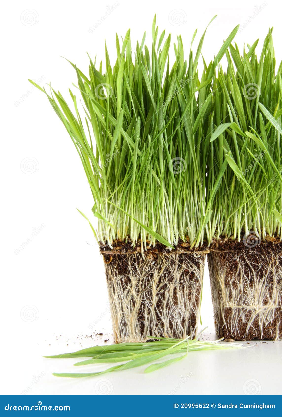 Organic Wheat Grass on White Stock Photo - Image of plant, garden: 20995622