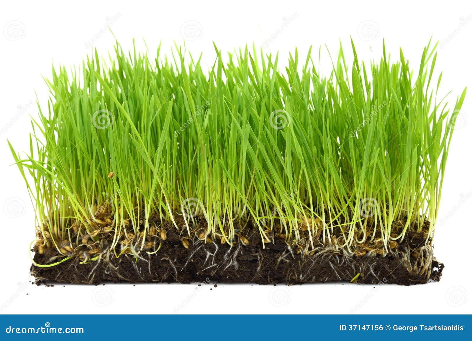 Organic wheat sprouts stock photo. Image of sprout, root - 37147156