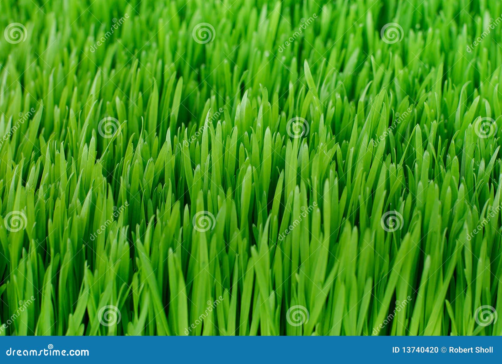 Organic Wheatgrass stock photo. Image of california, gourmet - 13740420