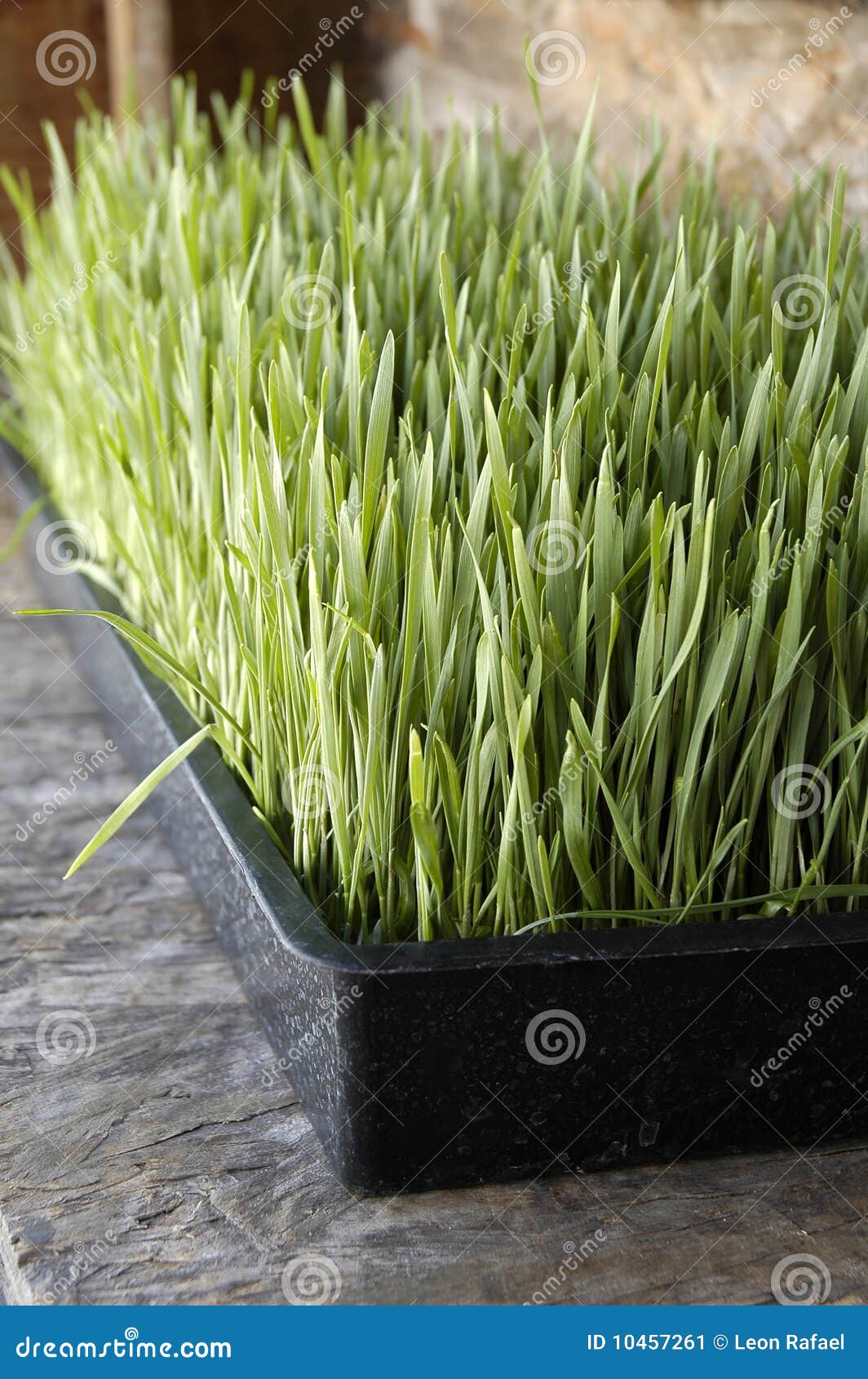 Organic Wheatgrass or Wheat Sprout Stock Image - Image of cultivated ...
