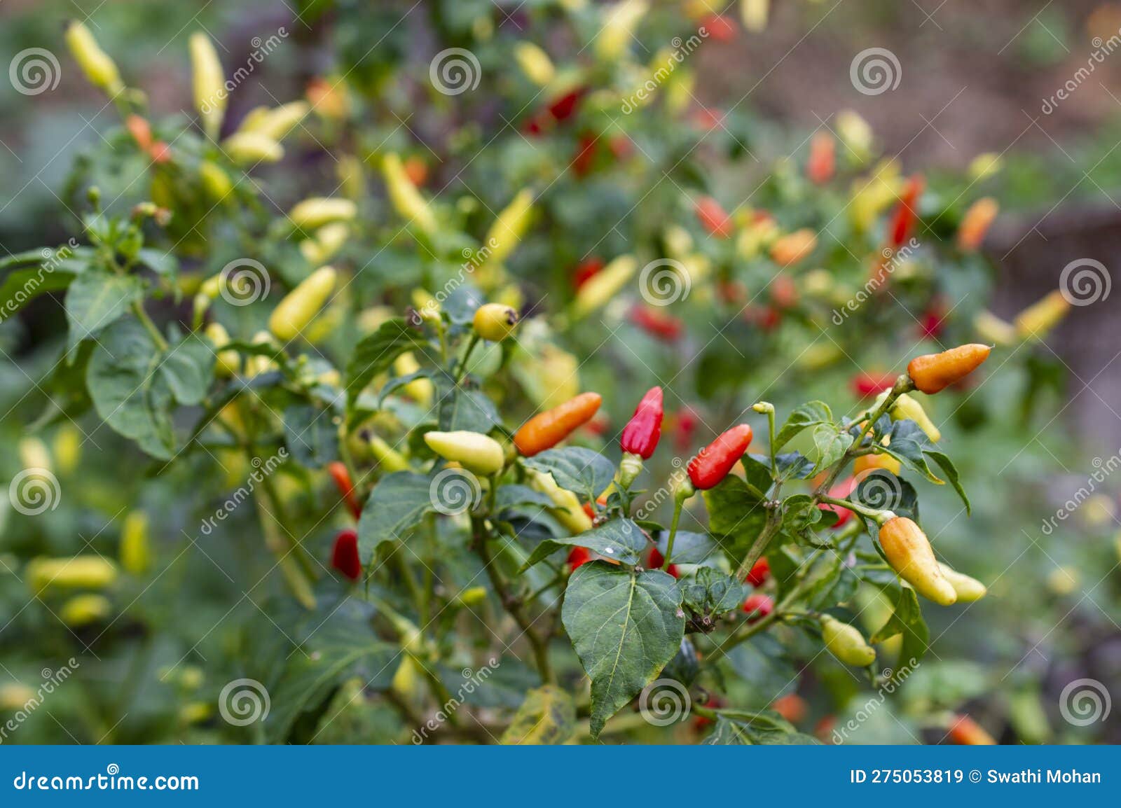 Organic White Green Chilli Raw and Ripe Stock Image - Image of ...