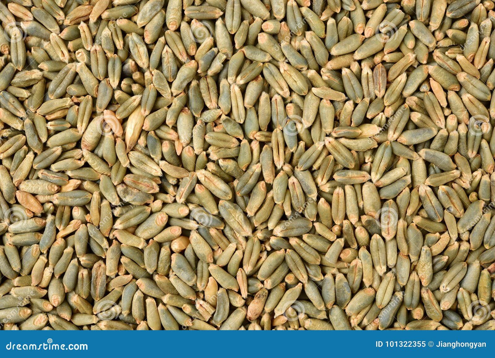 Organic whole wheat stock image. Image of cereal, drying - 101322355