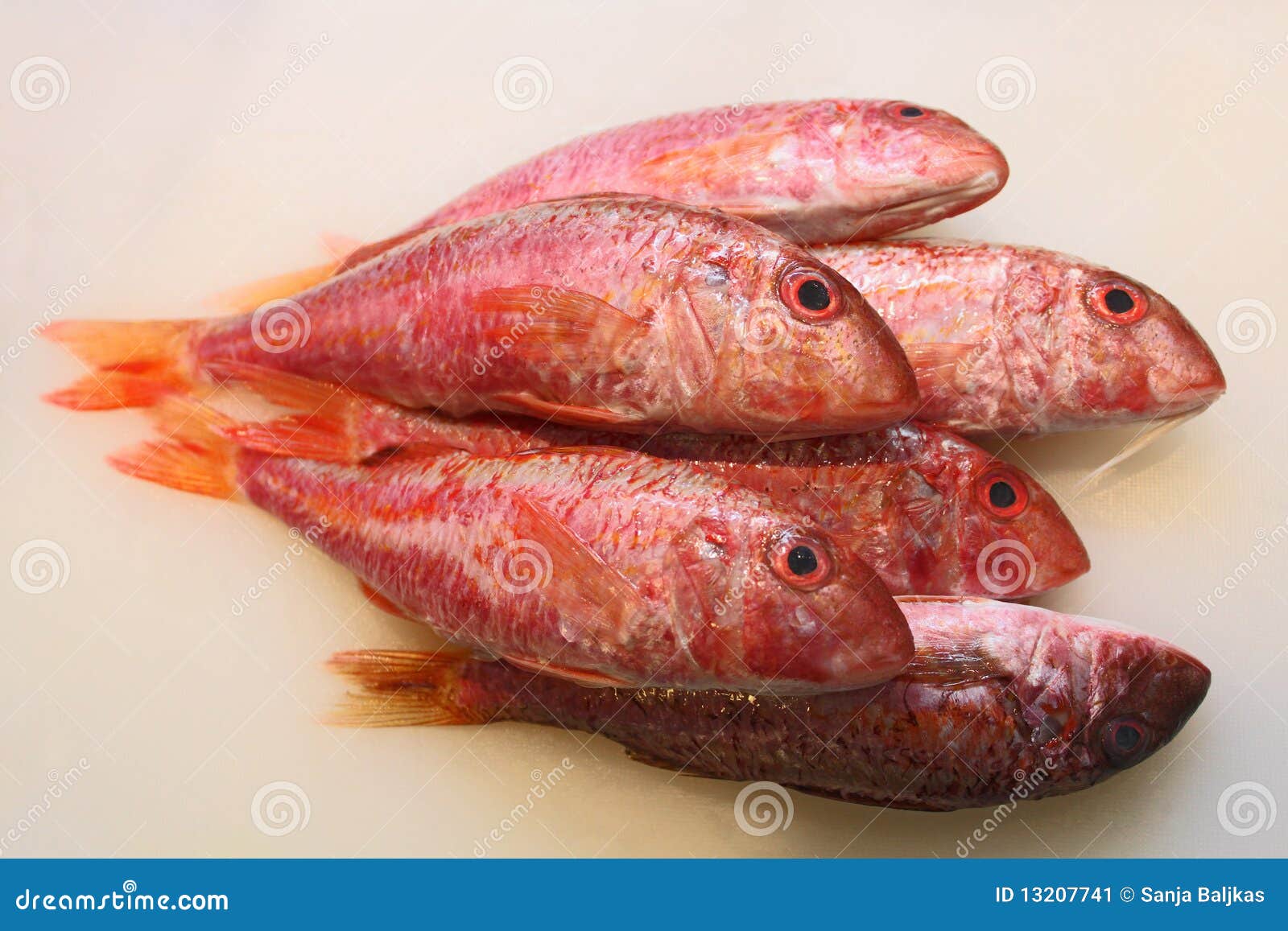 Organic wild fish stock image. Image of underwater, fish - 13207741