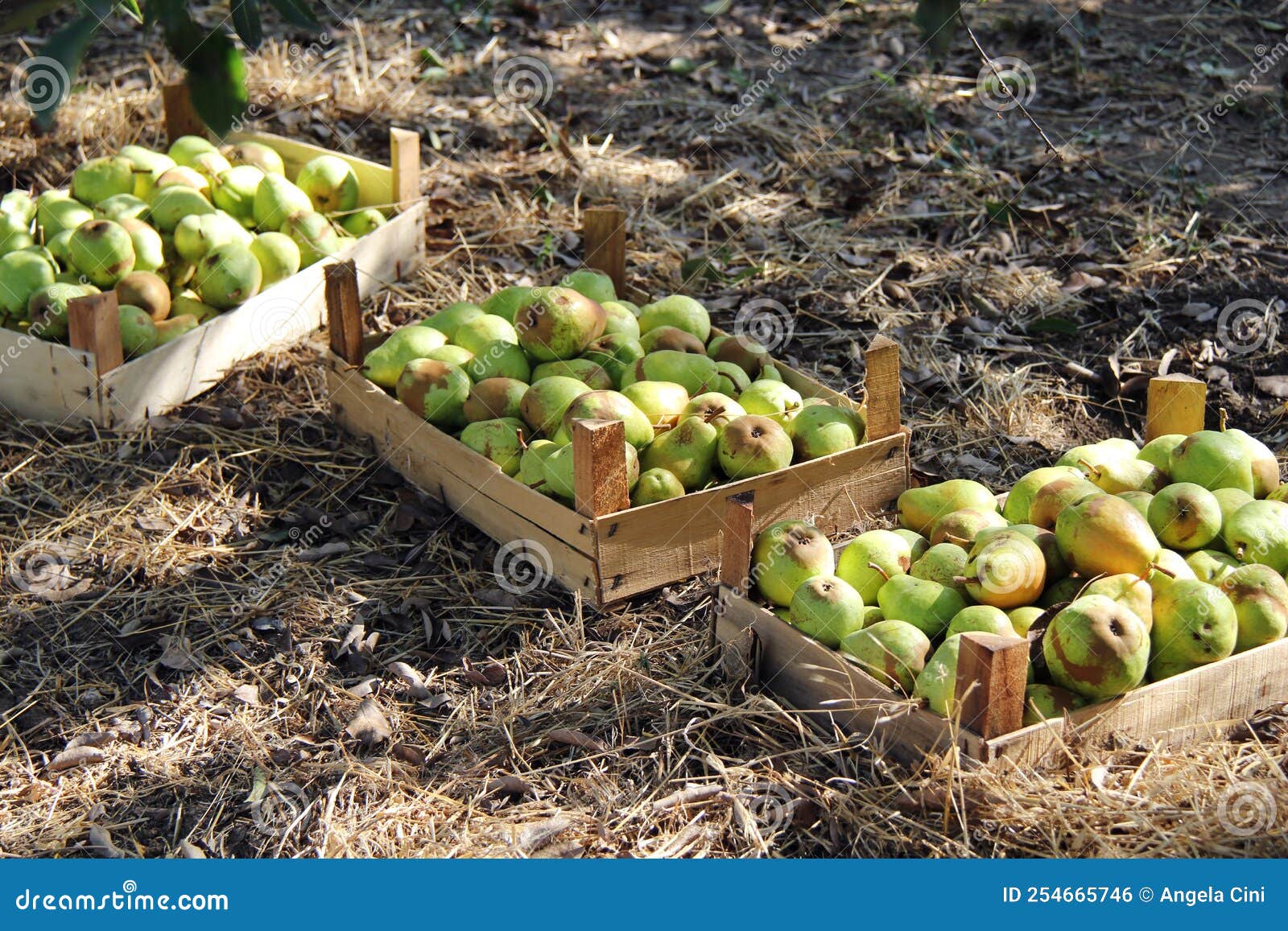 Organic Williams Pear in Boxes Stock Photo - Image of harvest, branch ...