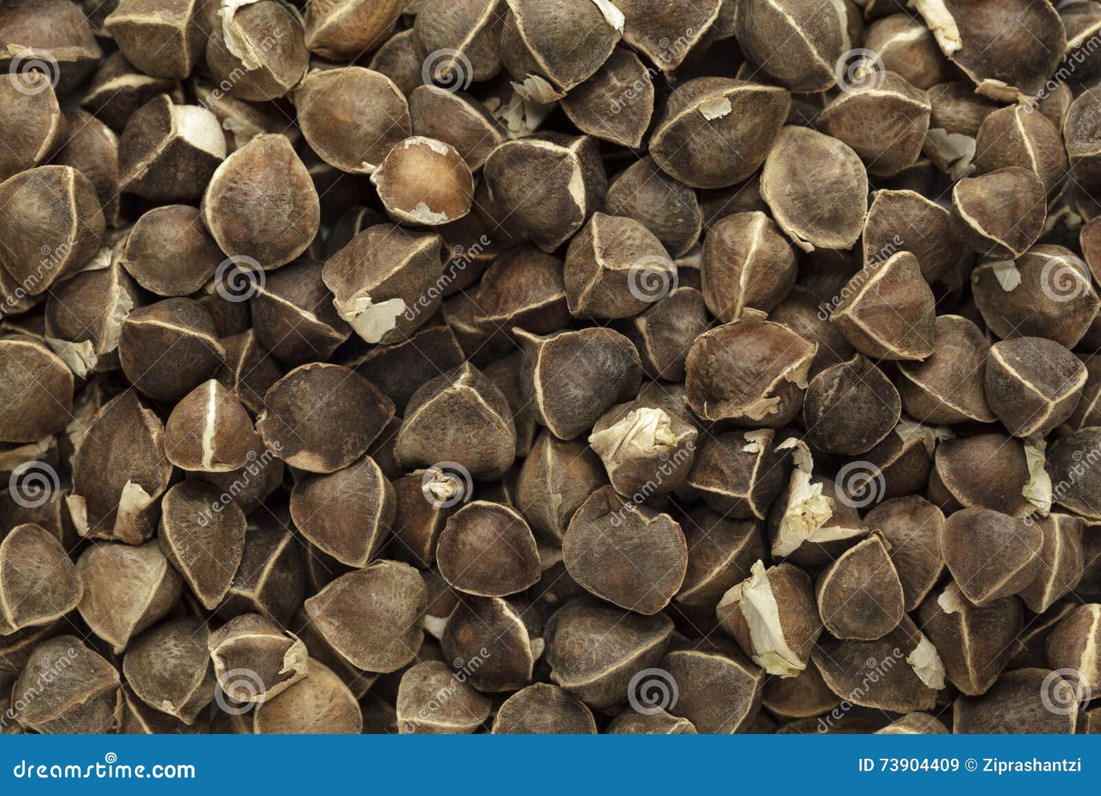 Organic Wingless Moringa (Moringa Oleifera) Seeds. Stock Image - Image ...