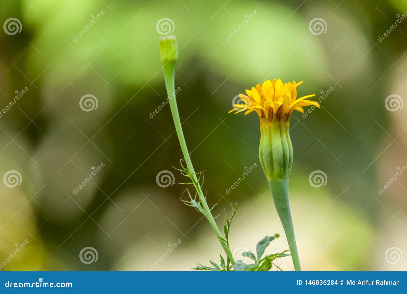Organic Yellow Marigold Flower with Bud Stock Photo - Image of grass ...